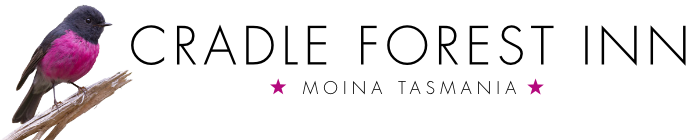 Cradle Forest Inn - Accommodation Rooms